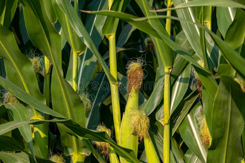 Cornfield with Corn Ear and Silk Growing on Cornstalk. Stock Image ...