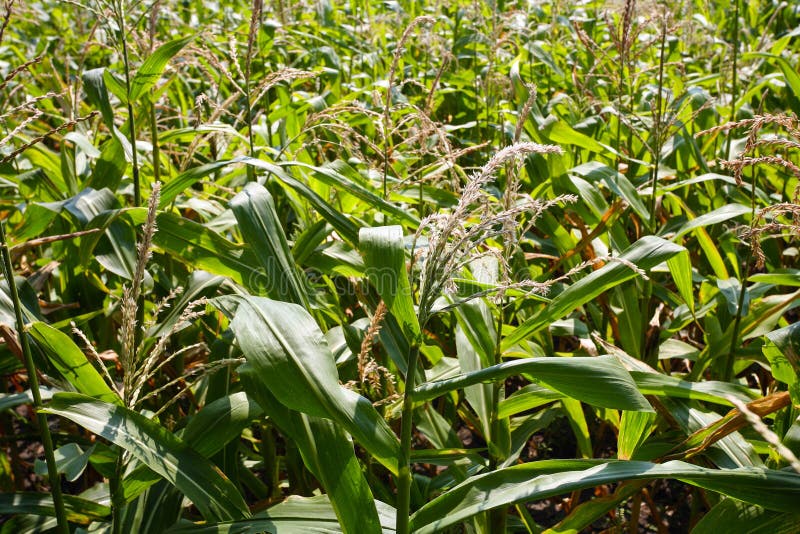Cornfield stock image. Image of cultivated, plant, landscape - 48305511