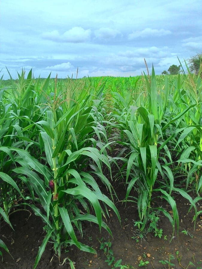 Cornfield stock photo. Image of cornfield, farm, green - 42636808