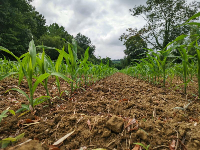 The cornfield stock image. Image of rural, flower, jungle - 281685253