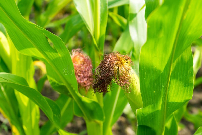 Cornfield with Corn Ripe for Harvest with Grass in Front and Cloudy ...