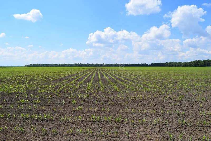 Cornfield stock image. Image of seedlings, spring, corn - 83837223