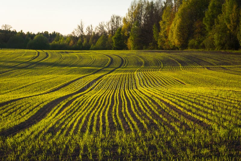 Cornfield in early spring stock photo. Image of horizon - 49599502