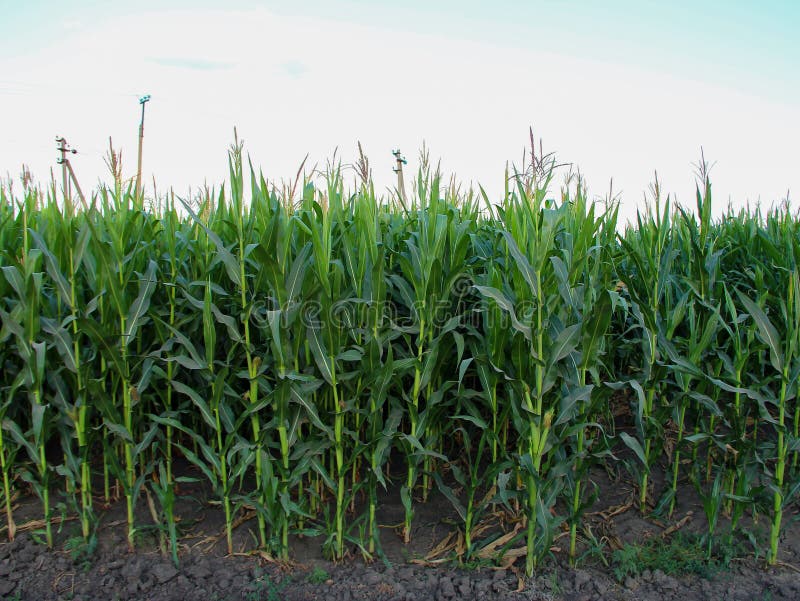 Cornfield, Even Row of Corn Stock Image - Image of harvesting, foliage ...