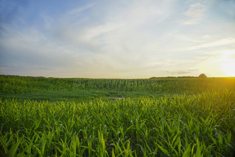 Cornfield in the Evening. the Sun`s Rays Illuminate the Leaves of the ...