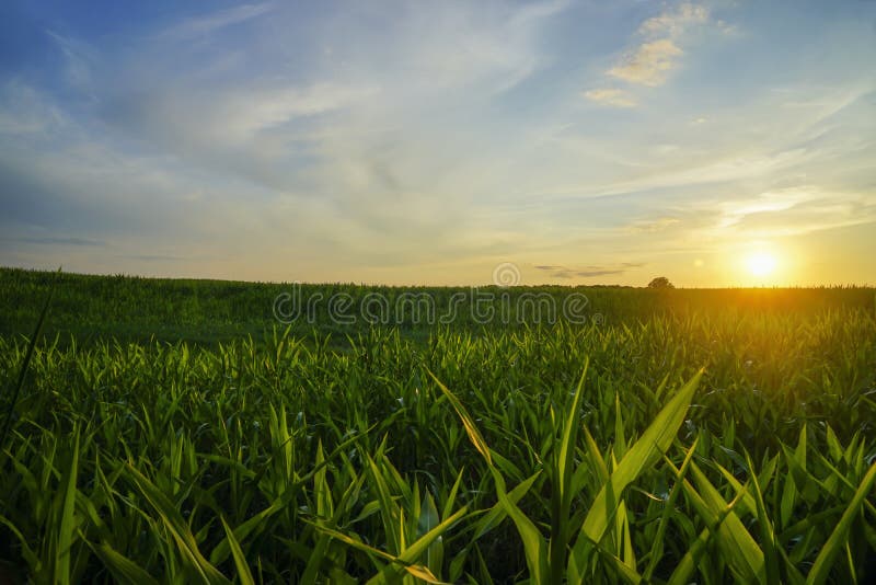 Cornfield in the Evening. the Sun`s Rays Illuminate the Leaves of the ...