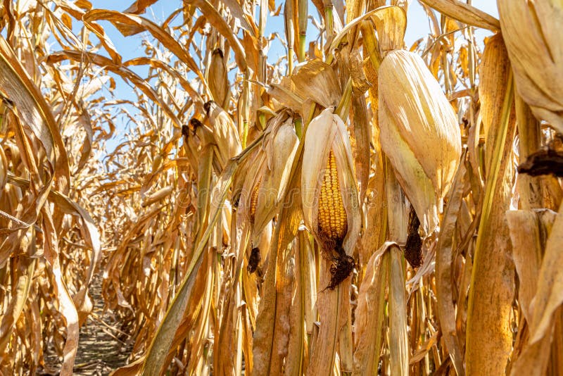Cornfield during Fall Harvest. Stock Photo - Image of autumn, cobs ...