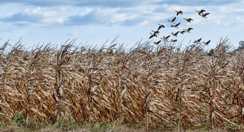 Cornfield and Geese stock photo. Image of corn, grass - 37756482