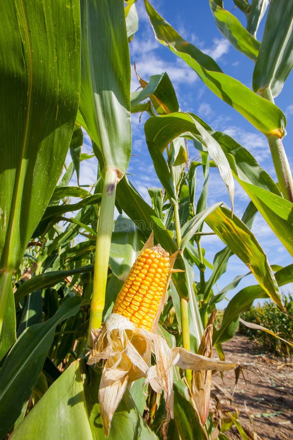 Cornfield stock image. Image of harvest, agricultural - 36332527