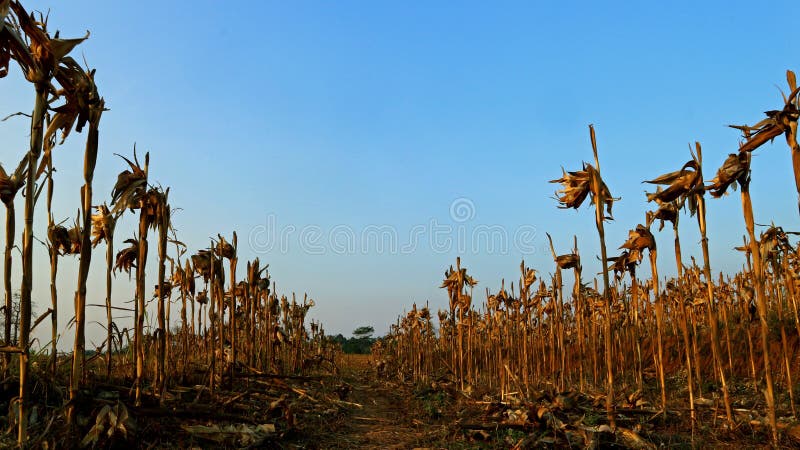 Cornfield after Harvest, Blue Sky Background Stock Photo - Image of ...