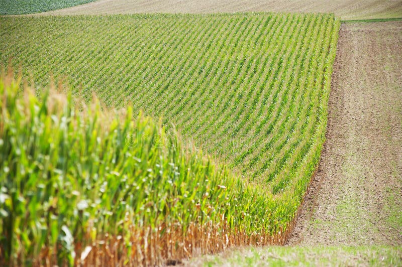 Cornfield on a hill stock photo. Image of nature, harvesting - 14664938
