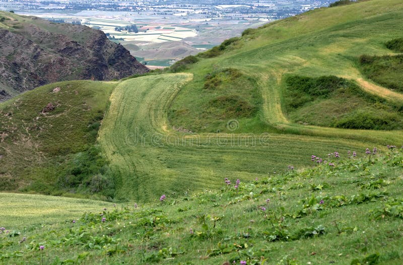 The Cornfield on the Hillside Stock Photo - Image of blue, china: 35813656