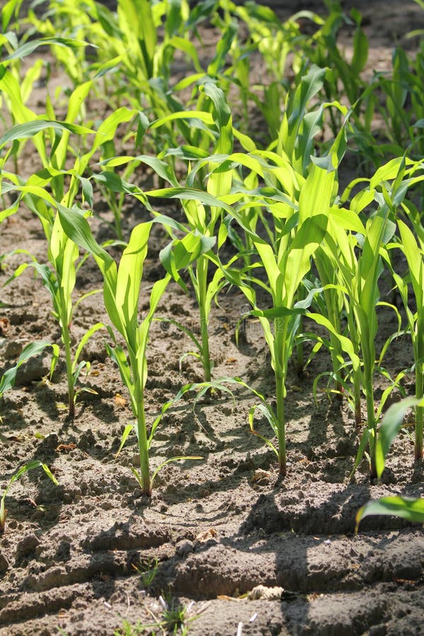 Cornfield stock image. Image of cash, corn, indian, plant - 42275561