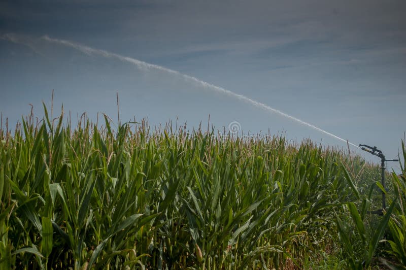 Cornfield Irrigation with Lug Pump Stock Image - Image of spray ...