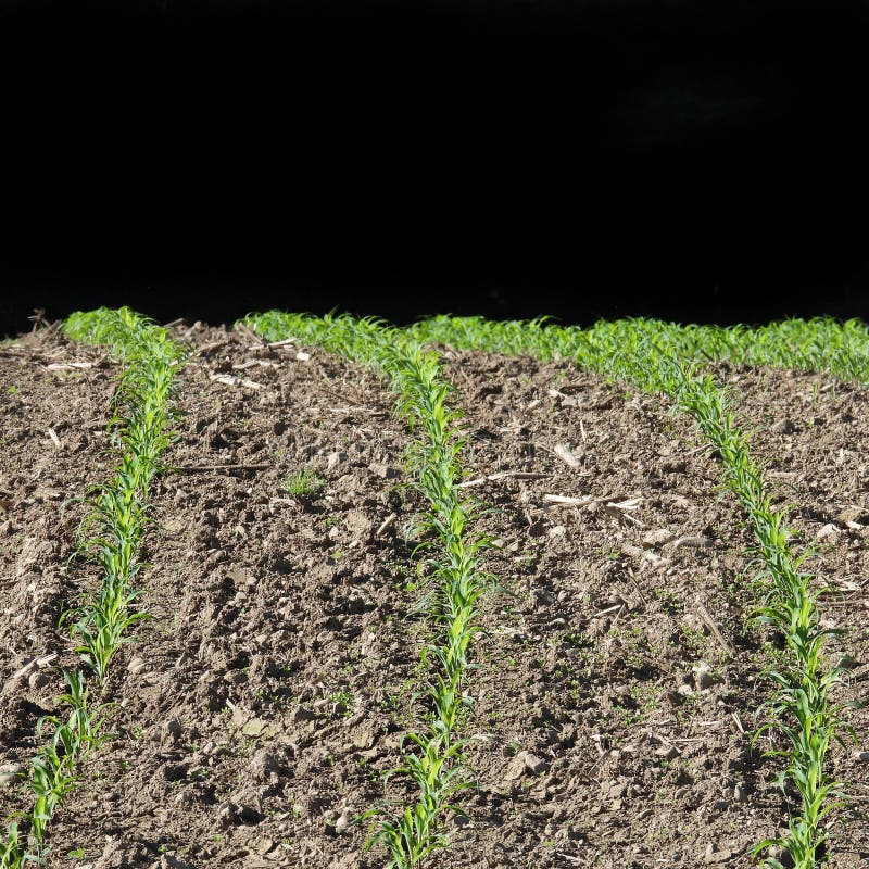Corn Plant Sprouts in NewYorkState Field in Springtime Stock Image ...