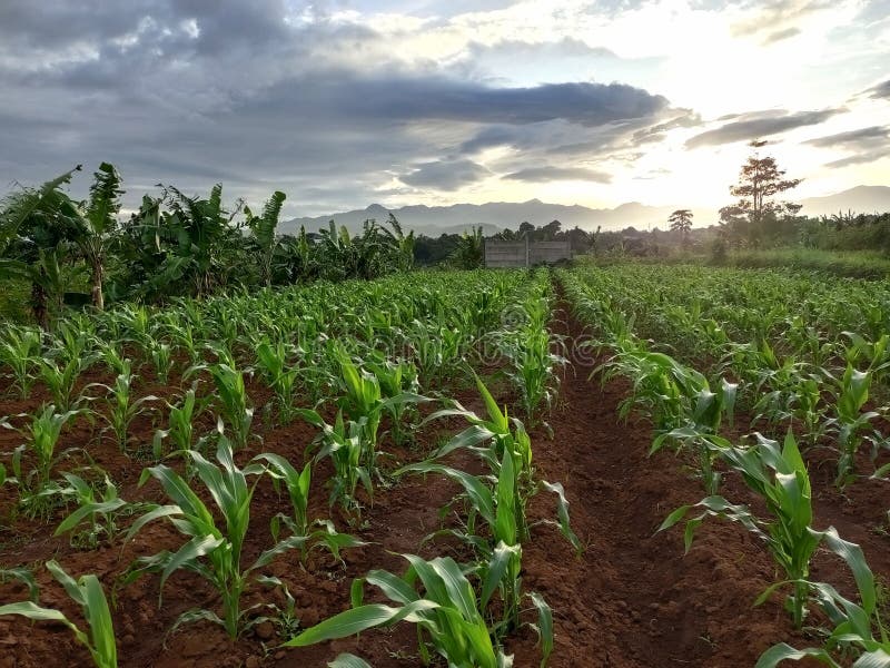 Cornfield kp.buntar stock photo. Image of kebun, kpbuntar - 262302368