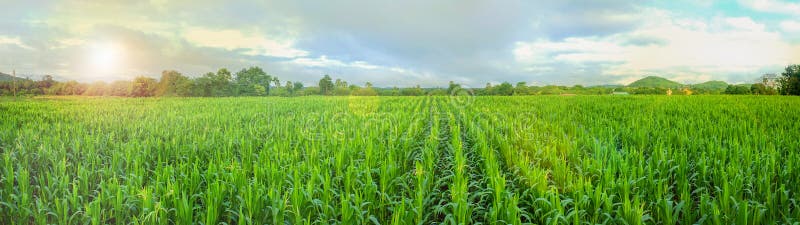 Cornfield Detail Banner Panorama, Corn Stalks Stock Photo - Image of ...