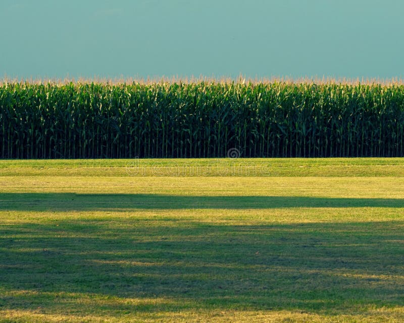 Cornfield in the midwest stock photo. Image of field - 15431076
