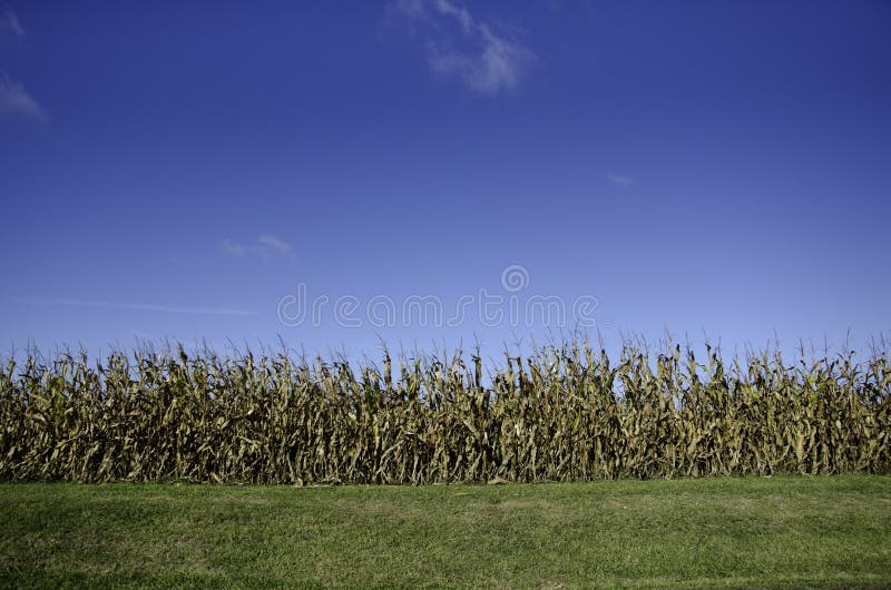 Cornfield in the Midwest stock photo. Image of farming - 22544924