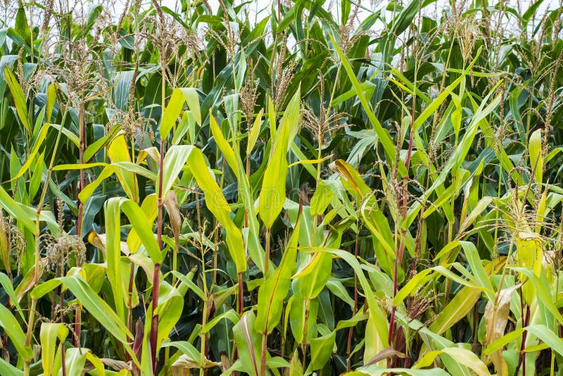 Cornfield in october stock photo. Image of organic, food - 196194352