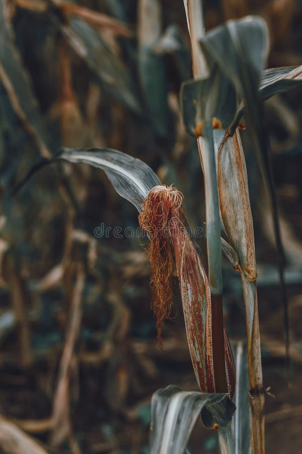 Cornfield and Path. Vertical Format. Pastoral Life. Cob and Corn Stock ...