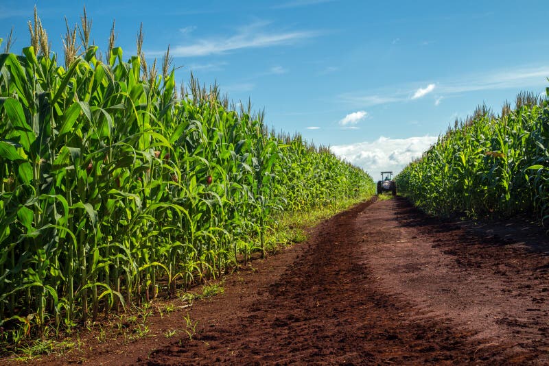 Cornfield plantation plant stock image. Image of growing - 95755793
