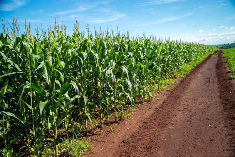Cornfield plantation plant stock image. Image of agriculture - 95755889
