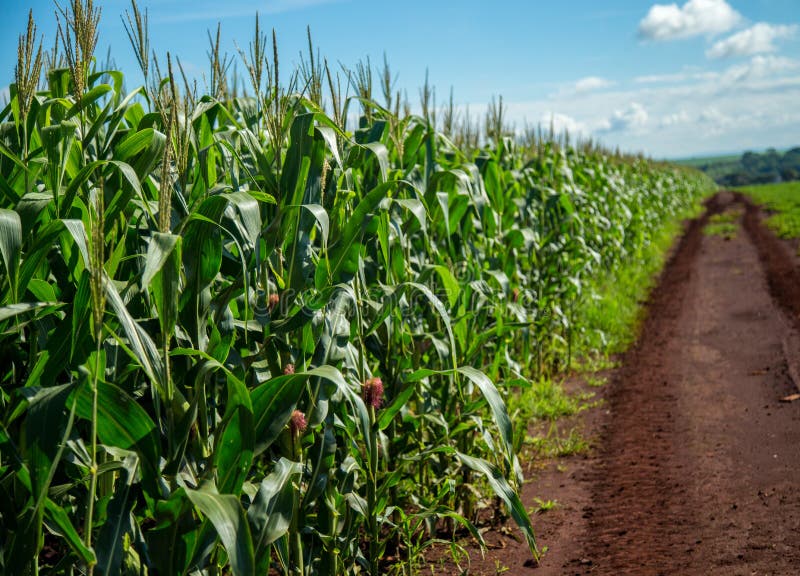Cornfield plantation plant stock image. Image of field - 95755925