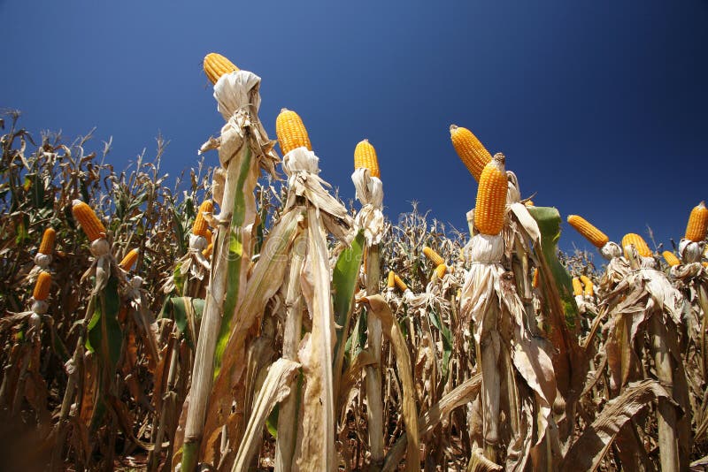 Old man at corn harvest stock photo. Image of countryside - 36440714