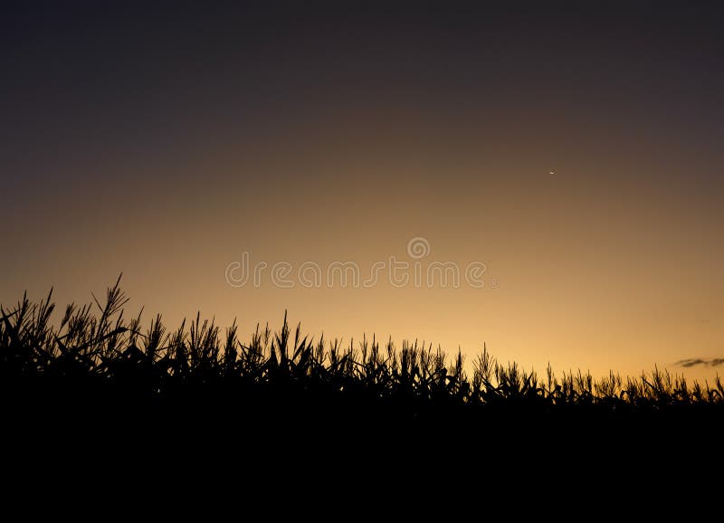 Cornfield Silhouette at the End of the Day, Sunset Stock Photo - Image ...
