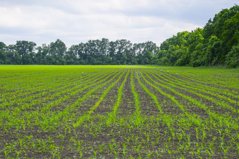 Cornfield. Small Corn Sprouts, Field Landscape. Cloudy Sky and Stalks ...