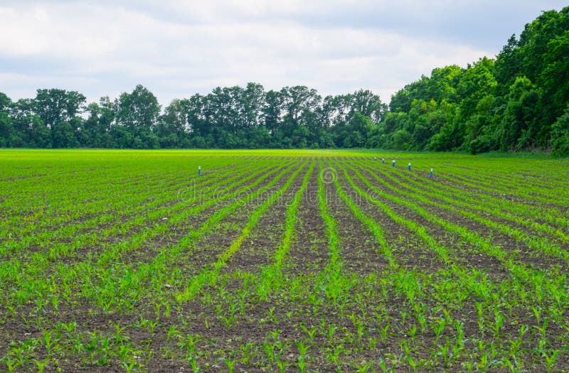 Cornfield. Small Corn Sprouts, Field Landscape Stock Image - Image of ...