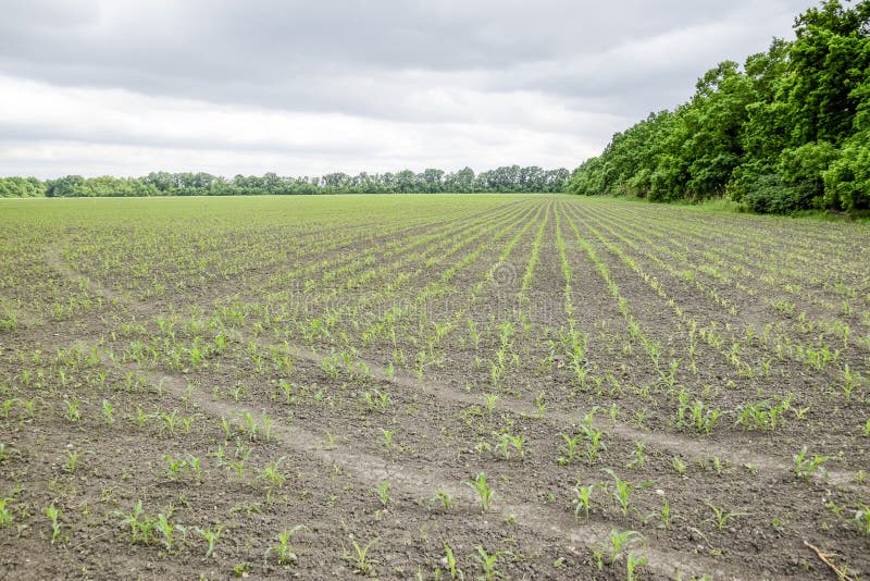 Cornfield. Small Corn Sprouts, Field Landscape. Cloudy Sky and Stalks ...