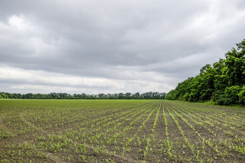 Cornfield. Small Corn Sprouts, Field Landscape. Cloudy Sky and Stalks ...