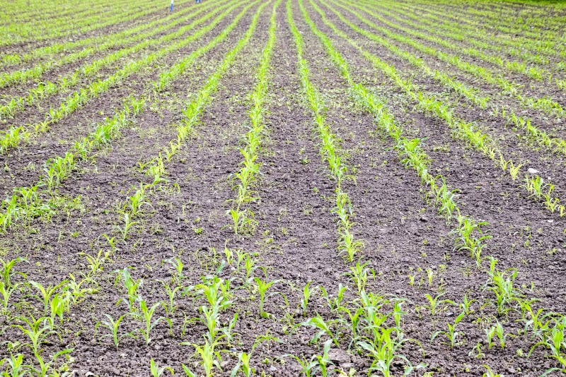 Cornfield. Small Corn Sprouts, Field Landscape. Loose Soil and Stalks ...