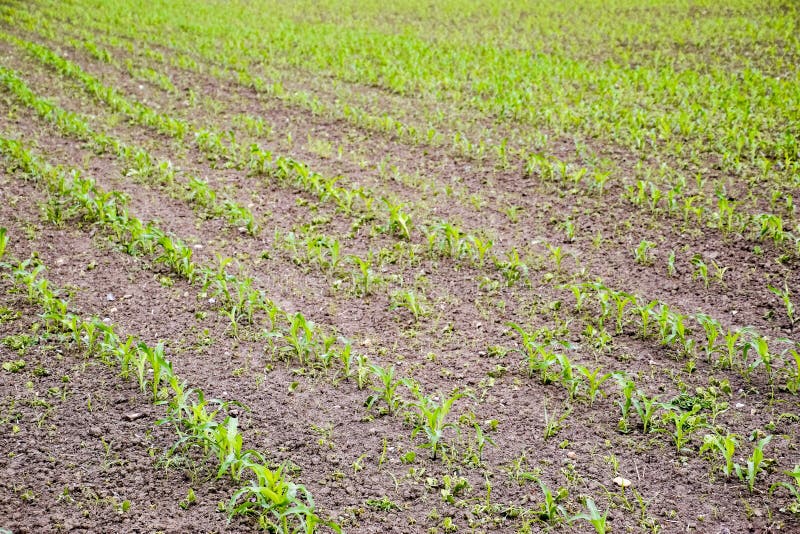 Cornfield. Small Corn Sprouts, Field Landscape. Loose Soil and Stalks ...
