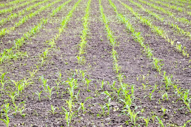 Cornfield. Small Corn Sprouts, Field Landscape. Loose Soil and Stalks ...