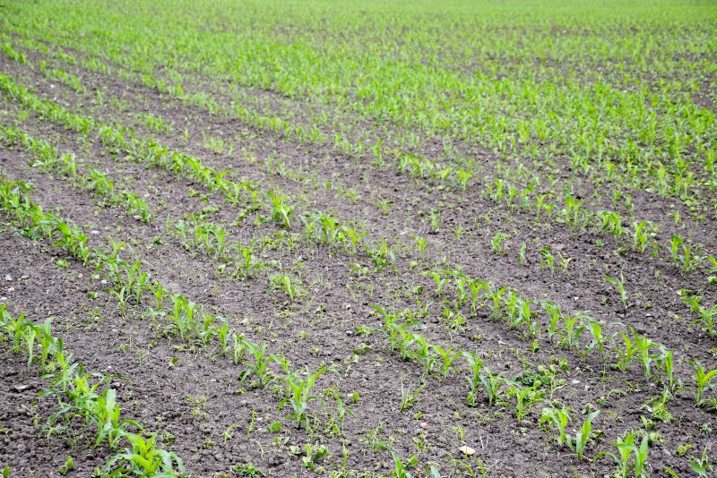 Cornfield. Small Corn Sprouts, Field Landscape. Loose Soil and Stalks ...