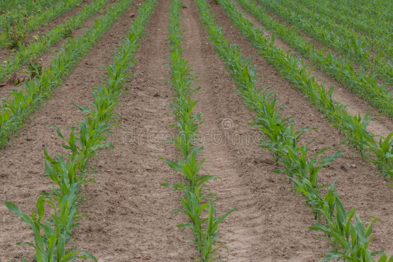 Cornfield in Spring, the Corn Starts To Grow Stock Image - Image of ...