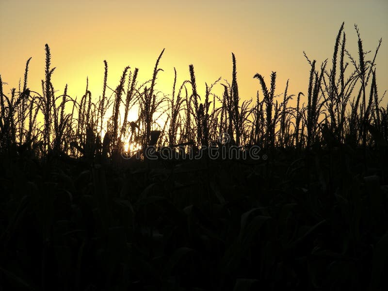 Cornfield at Sunset stock photo. Image of indiana, country - 5368566