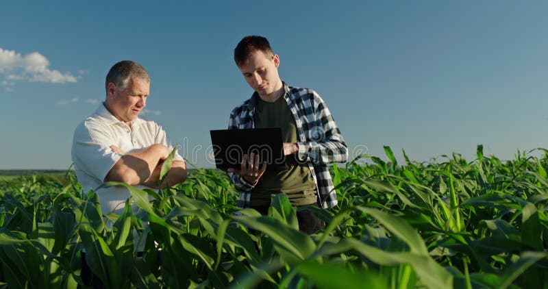 Two Farmers of Different Generations Working in a Cornfield, Using a ...