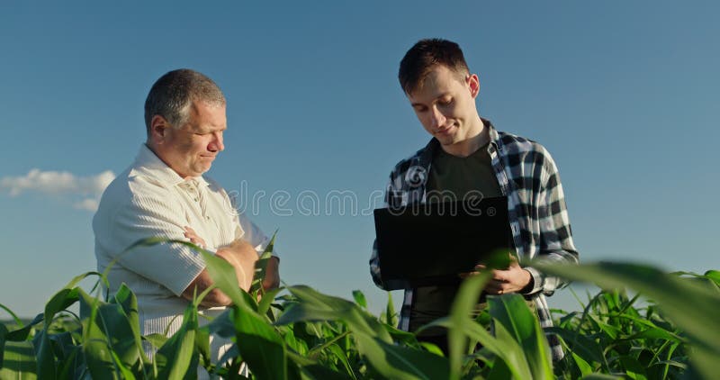 Two Farmers of Different Generations Working in a Cornfield, Using a ...