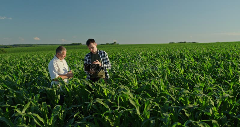 Two Farmers from Different Generations Collaborating in a Cornfield ...