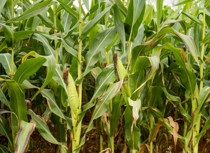Cornfield with Two Small Ears Stock Image - Image of green, environment ...