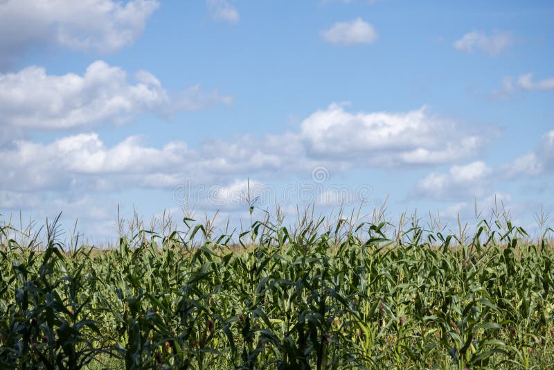 Cornfield Under a Bright Blue Sky Stock Photo - Image of clear ...
