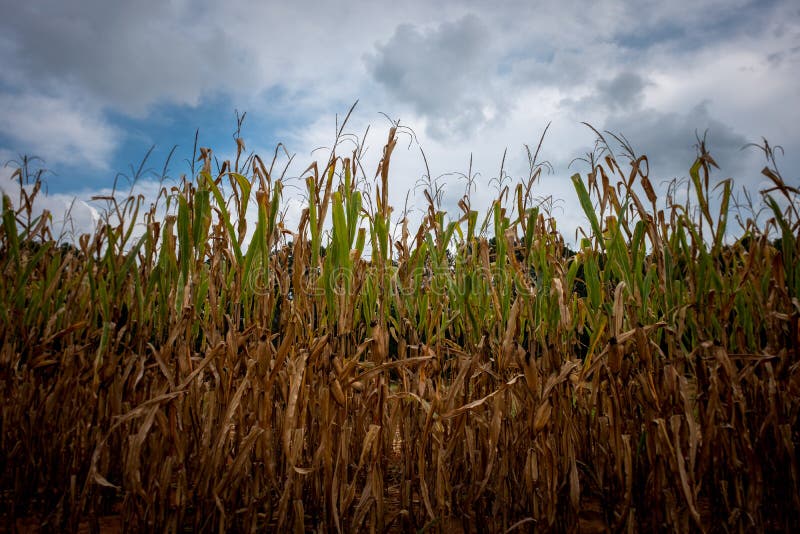 Cornfield Up Close and Clouded Blue Sky in South Carolina Stock Image ...