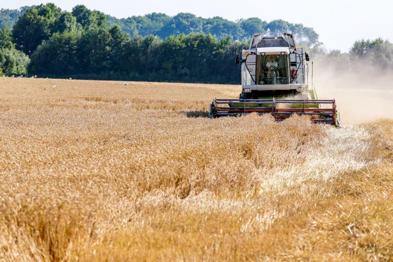 Cornfield with Wheat at Harvest Stock Photo - Image of bales, field ...
