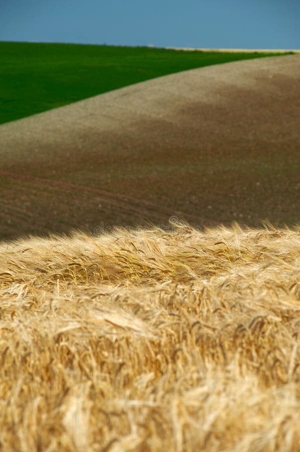 Cornfields stock photo. Image of hordeum, agriculture - 11252374