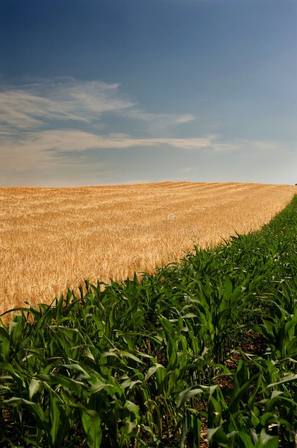 Cornfields stock photo. Image of landscape, field, cloud - 11252402