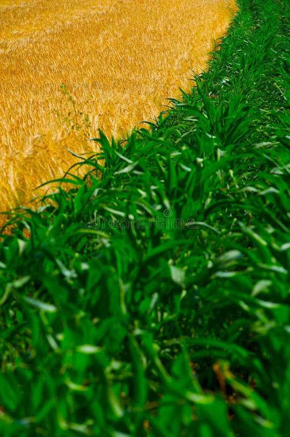 Cornfields stock photo. Image of field, agriculture, green - 11252434